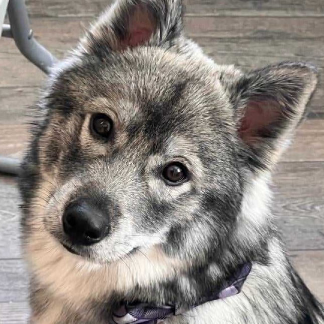 Vella Links - Julie C. Gilbert